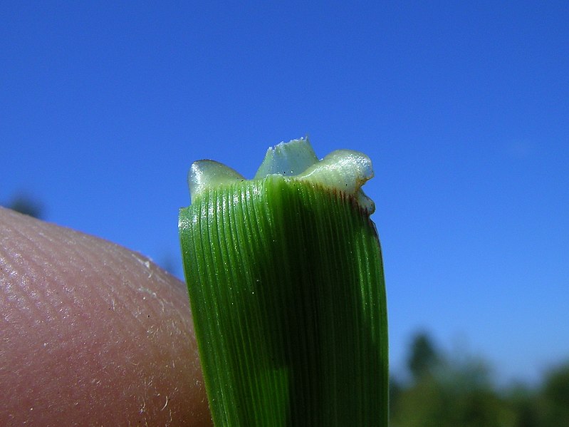 Under-appreciated plant parts: The grass ligule – Plant Cuttings