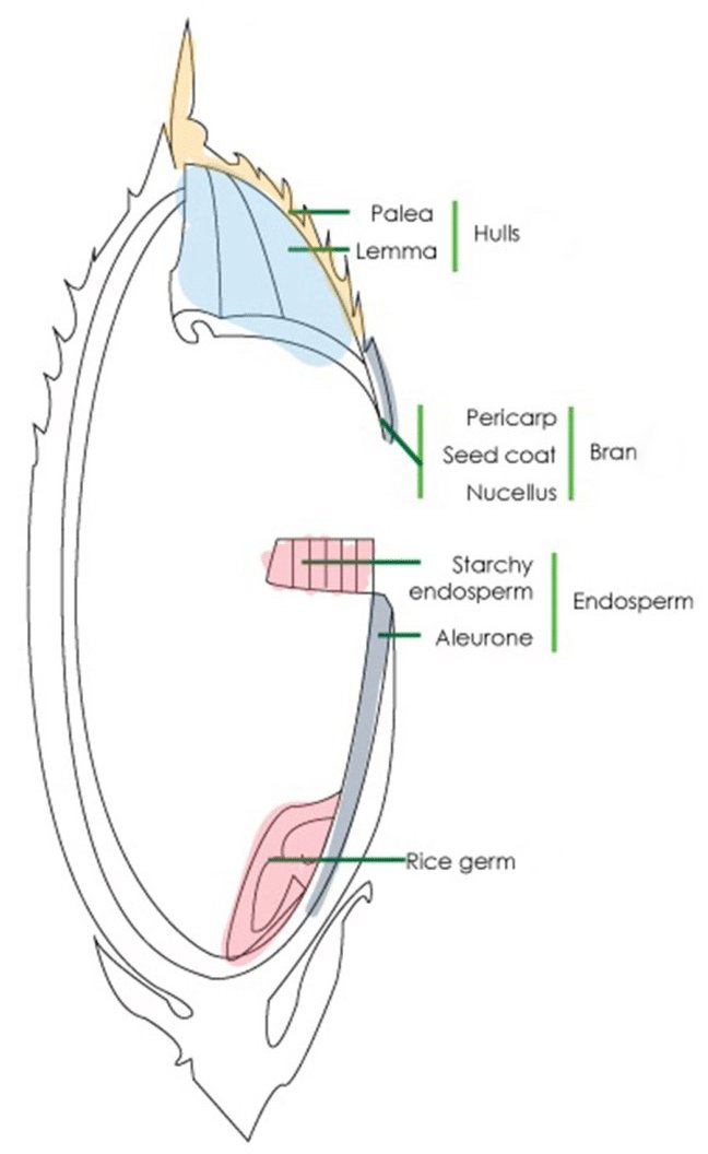 What’s the beef with hybrid rice? – Plant Cuttings