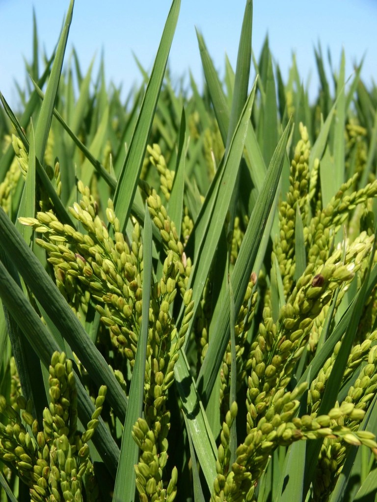 Plants suffer from viruses too… [From algae to rice plants… III ...
